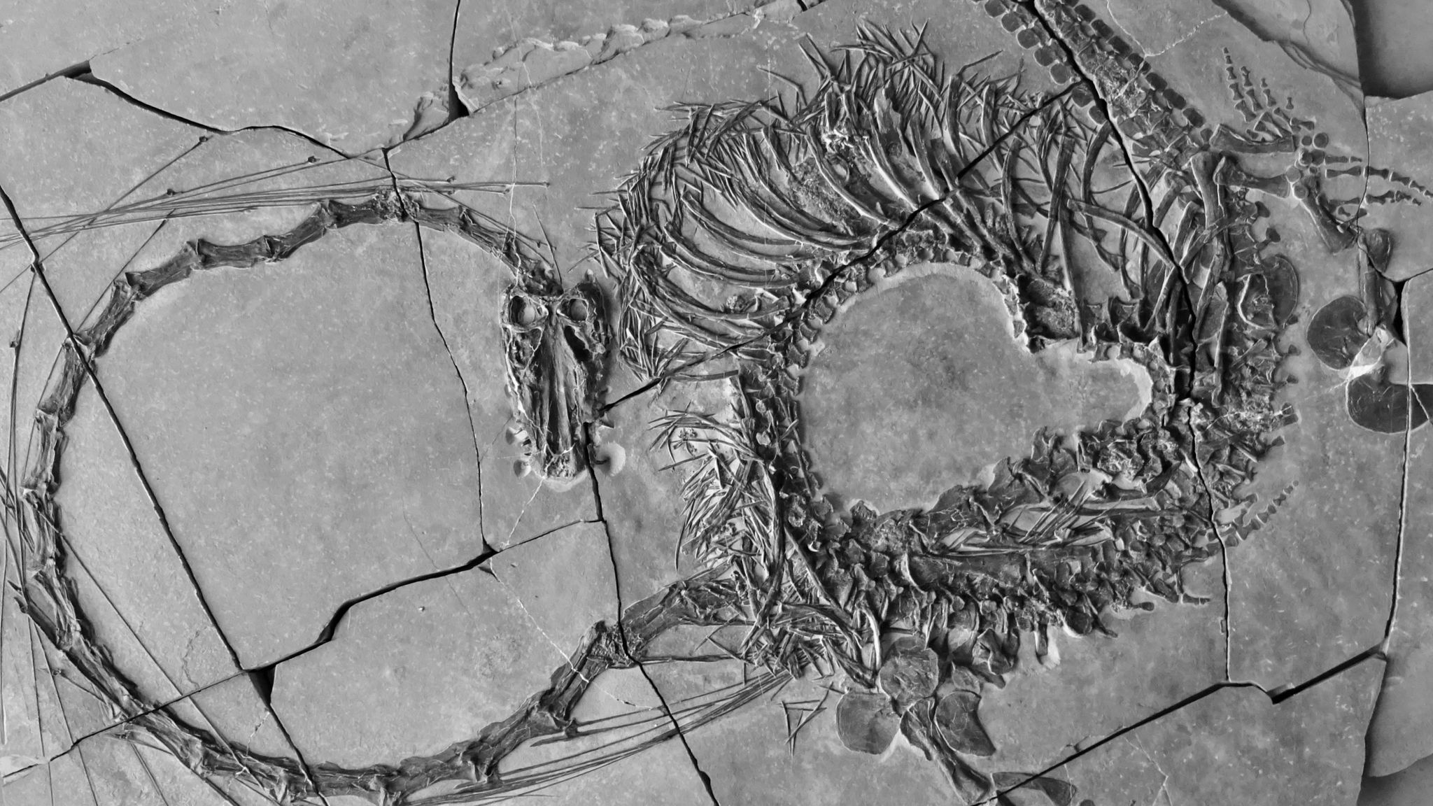 Scientists unveil 240-million-year-old reptile likened to 'Chinese ...