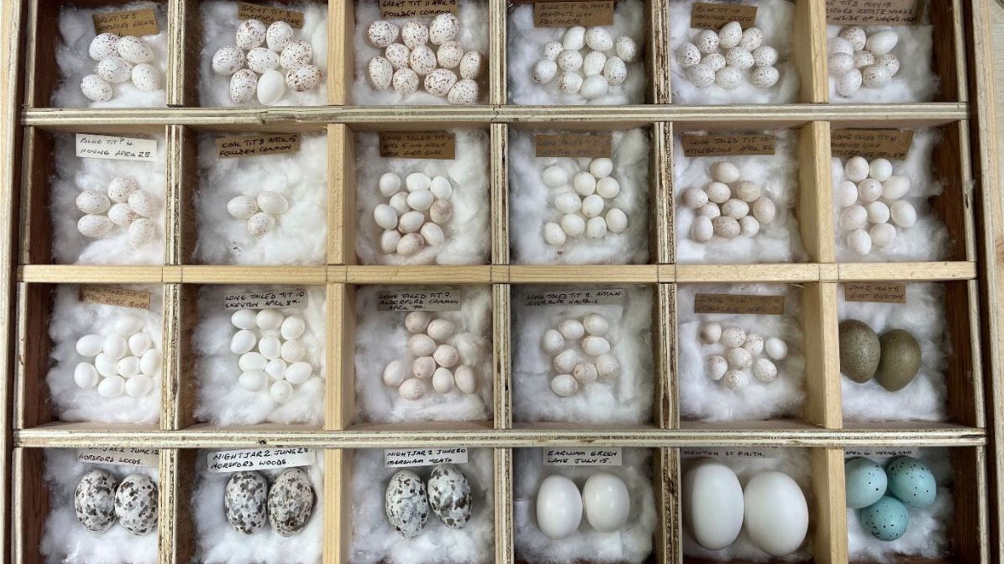 Prolific egg thief Daniel Lingham sentenced for third time for stealing thousands of wild bird ...
