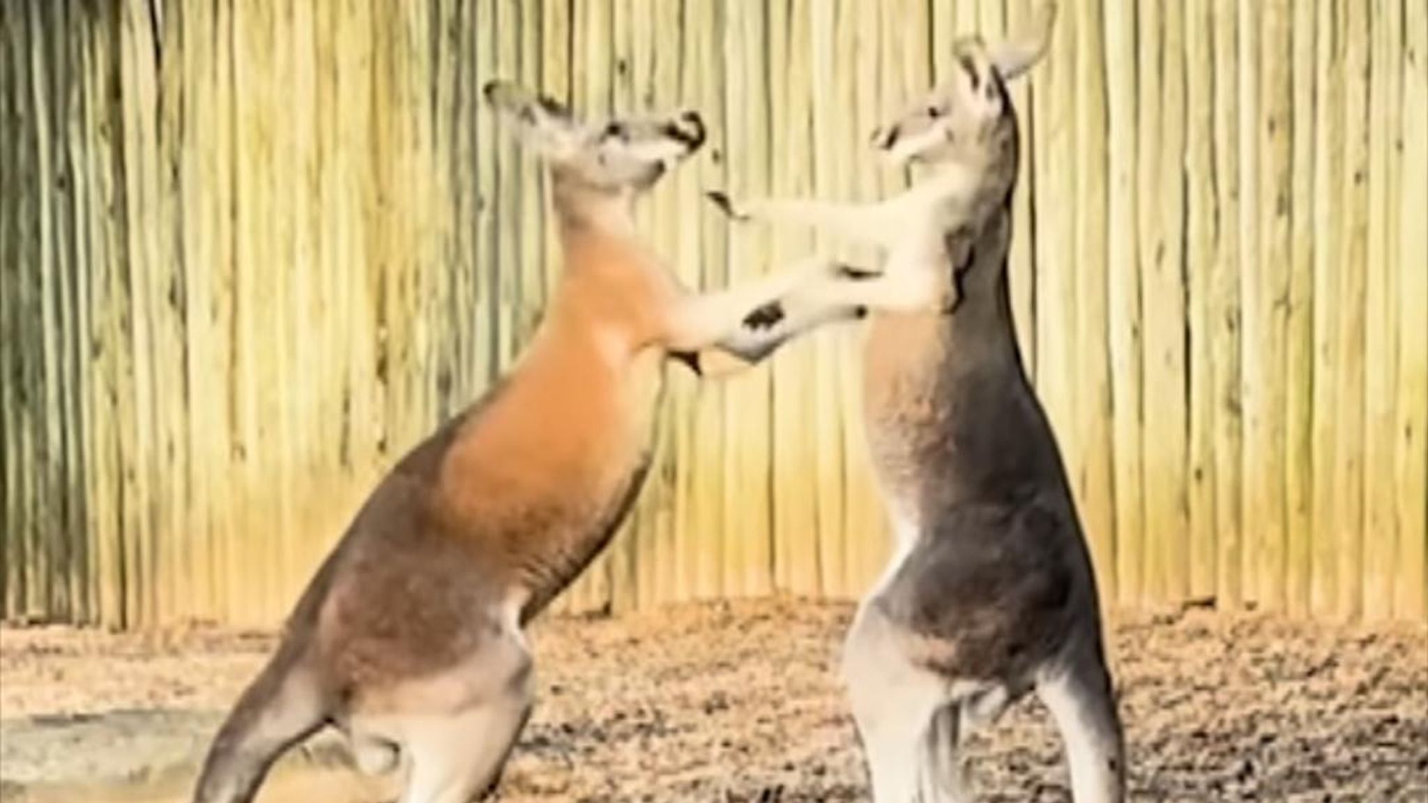 Kangaroo Boxing Club Boxing Kangaroo | Herald Sun