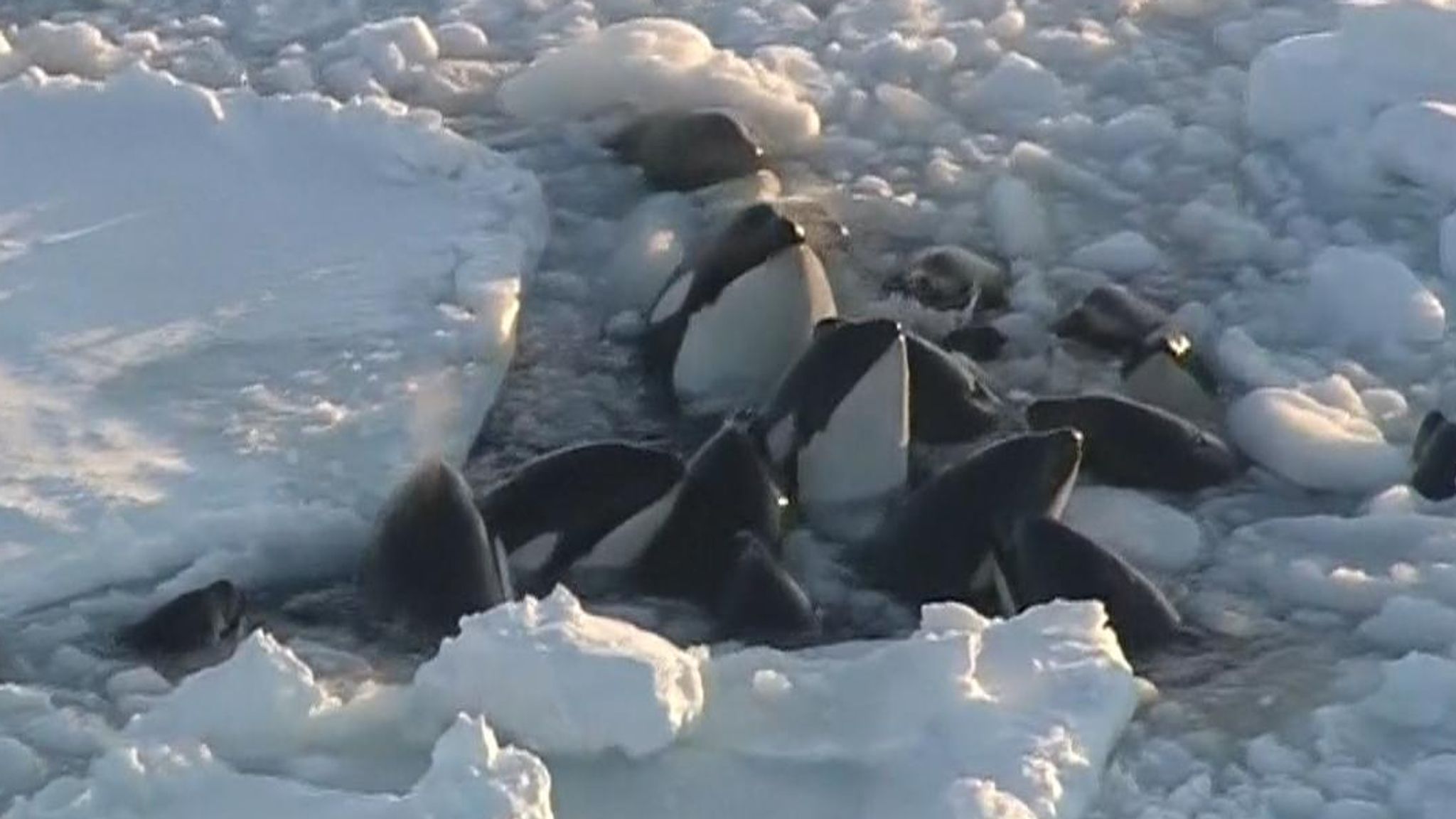 Orca Attacks Penguins