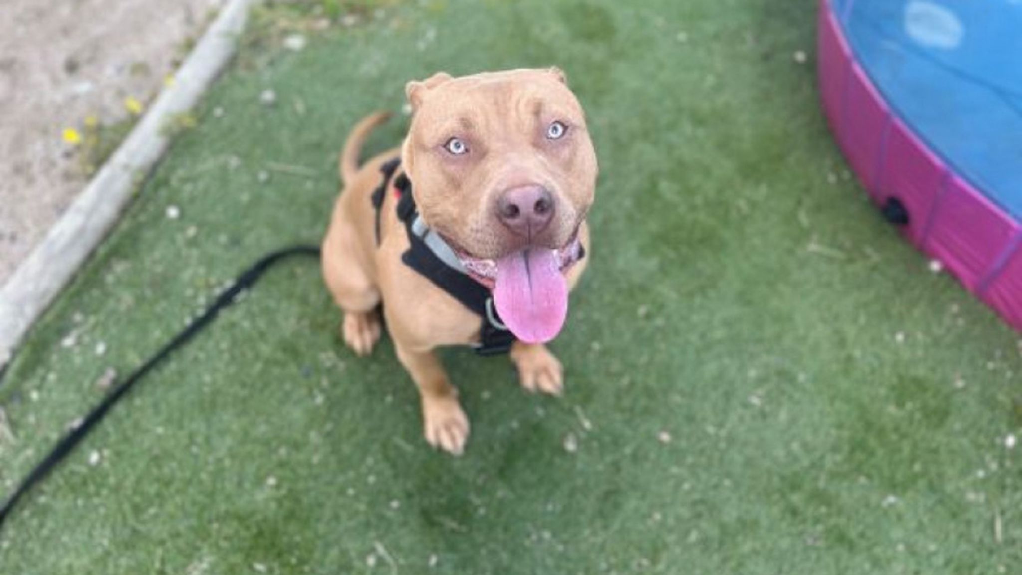 Would you be ready to give one of these four 'lovely' XL bully-type ...