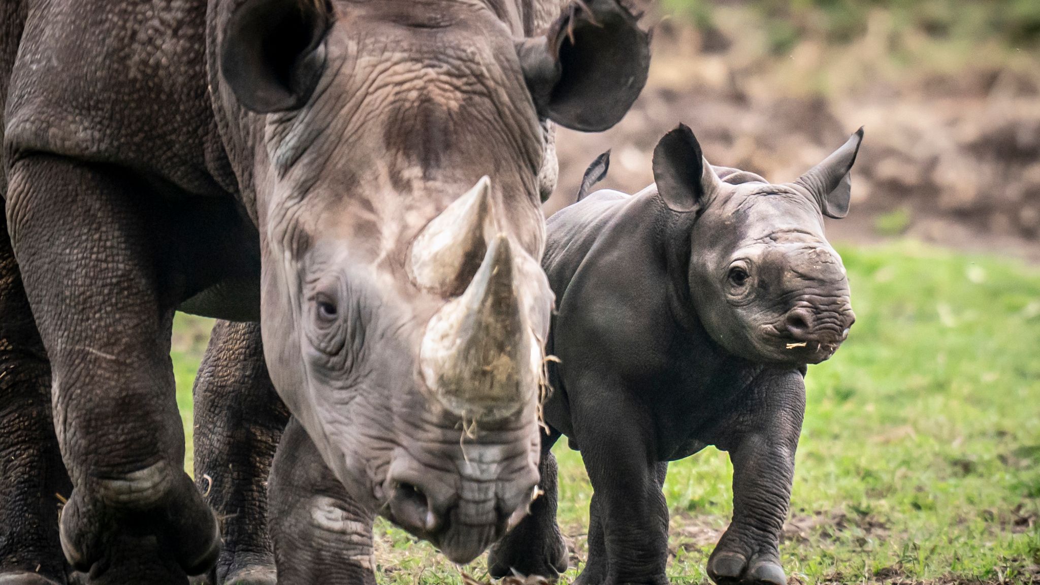 Critically endangered black rhino baby born in UK wildlife park | UK ...