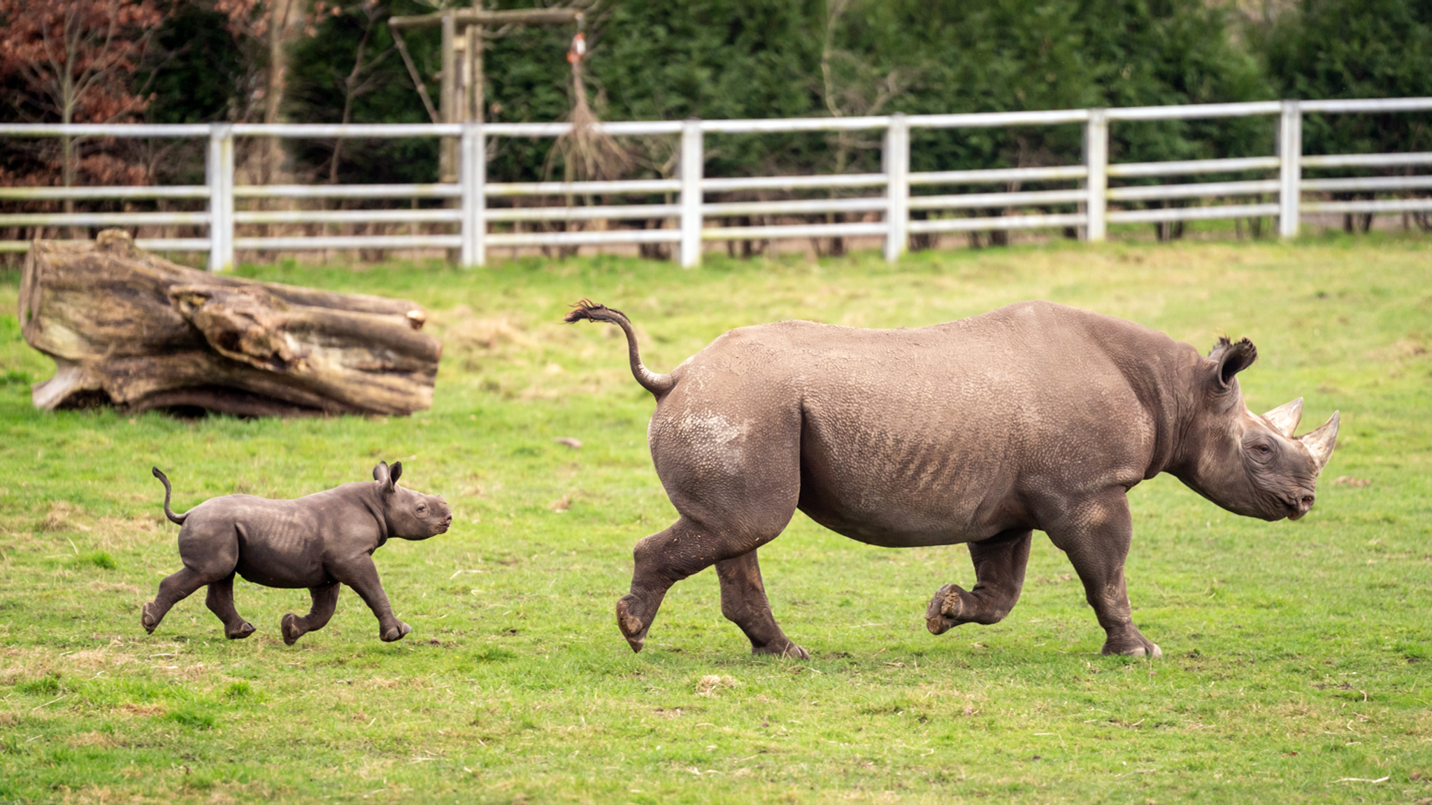 Critically endangered black rhino baby born in UK wildlife park | UK ...