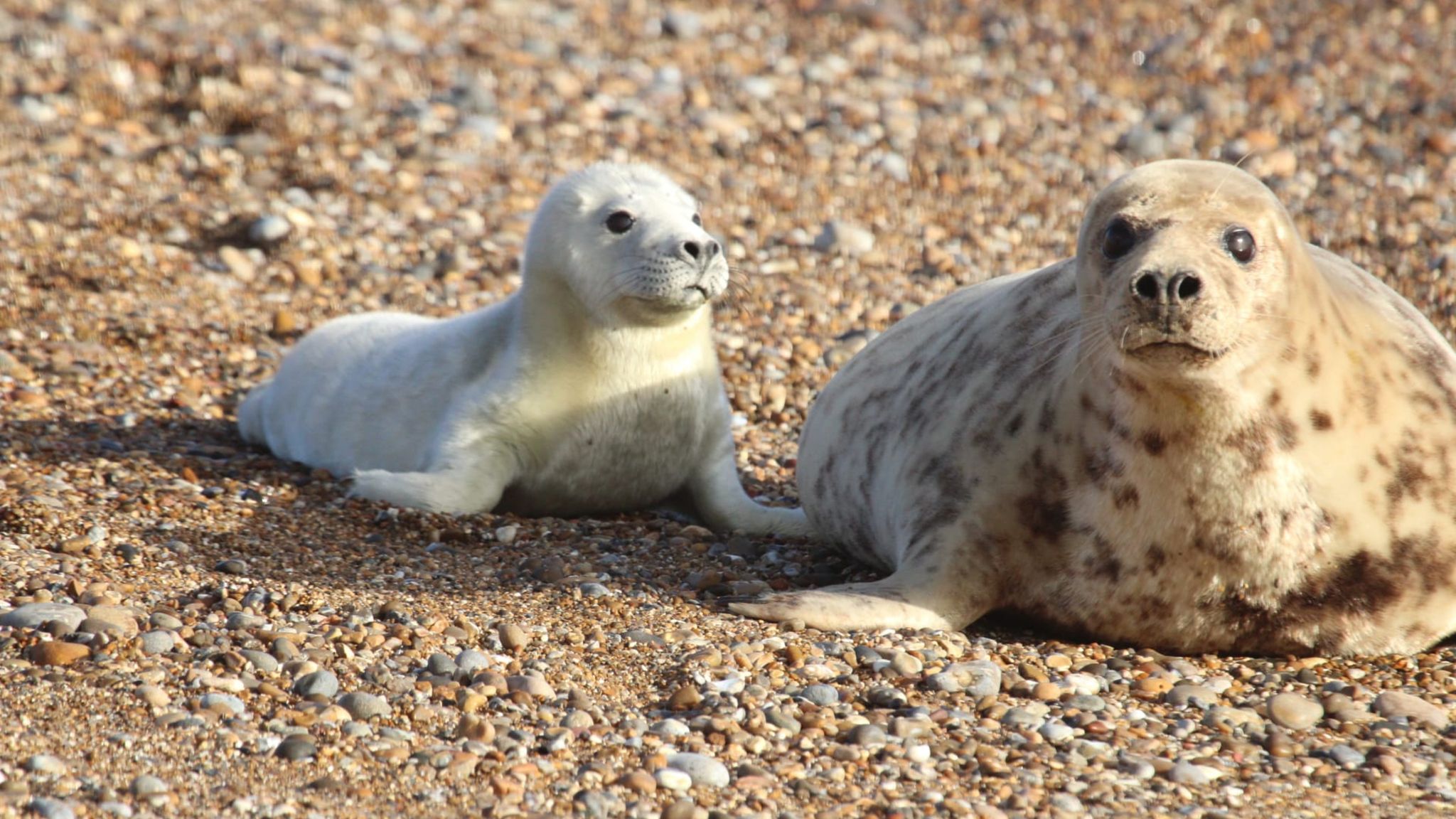 Cold War weapons testing site taken over by colony of grey seals | UK ...
