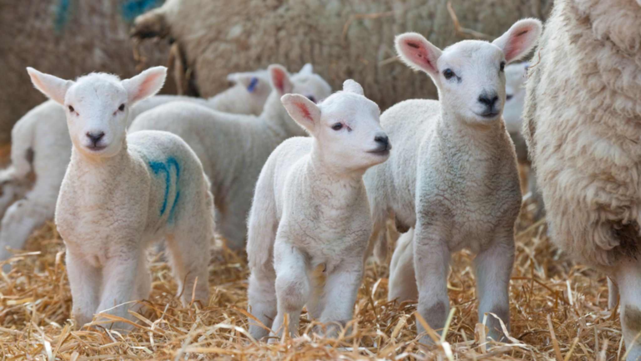 Police warning in Wales after 22 sheep - including lambs - killed on ...
