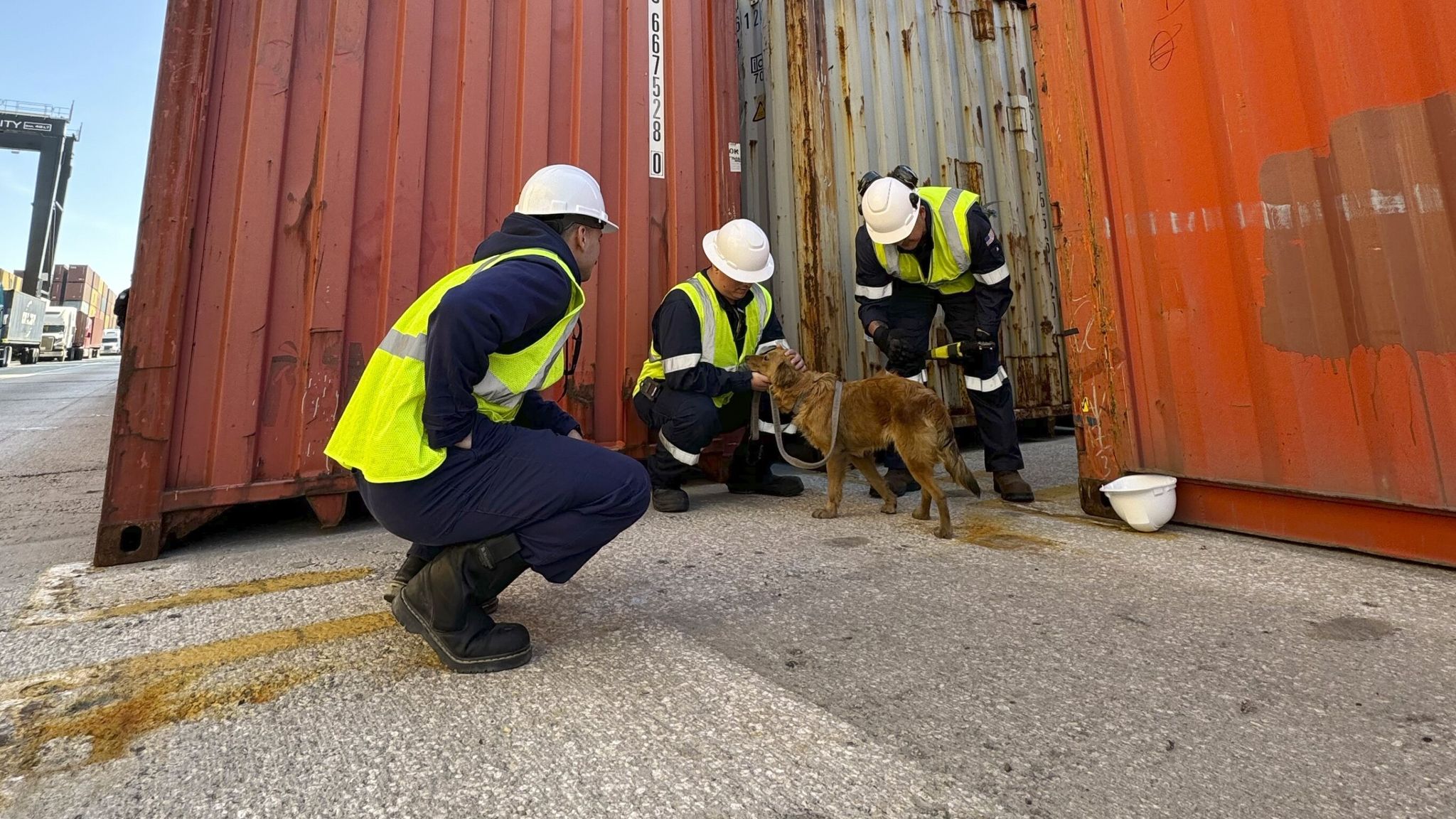 Dog rescued from shipping container in Texas port after being trapped ...