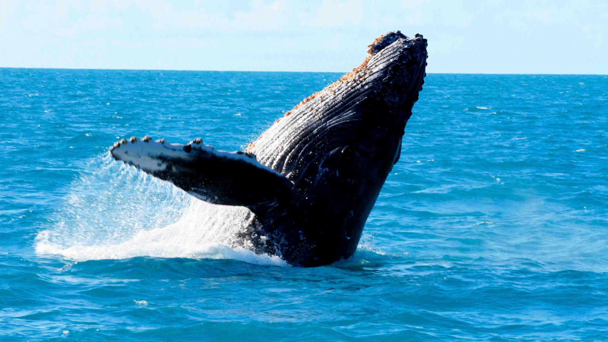 Mystery over whales' singing uncovered by study | Science, Climate ...