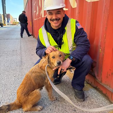 Dog rescued from shipping container in Texas port after being trapped ...