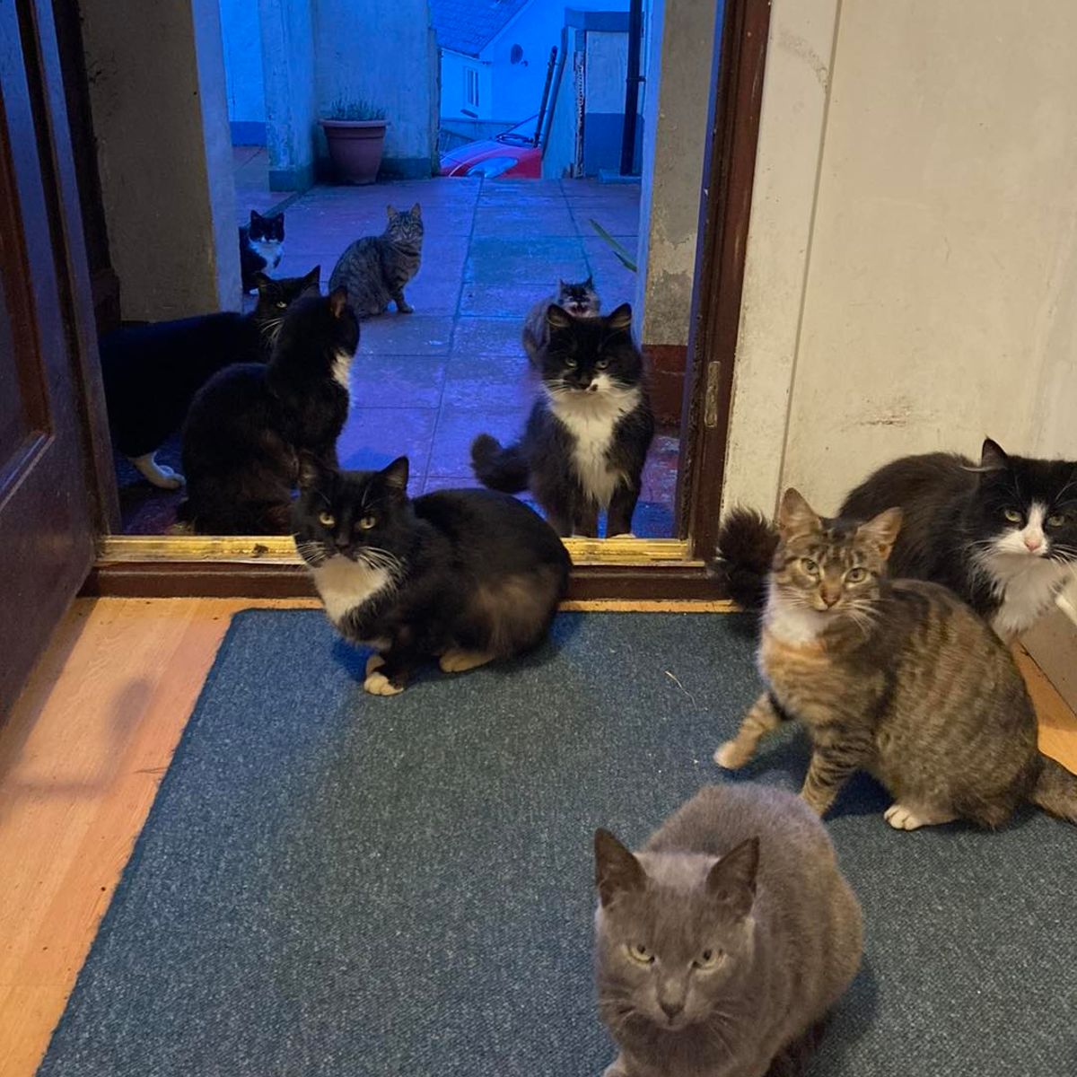 'Out-of-control' feral cat colony on UK island triggers urgent rescue ...