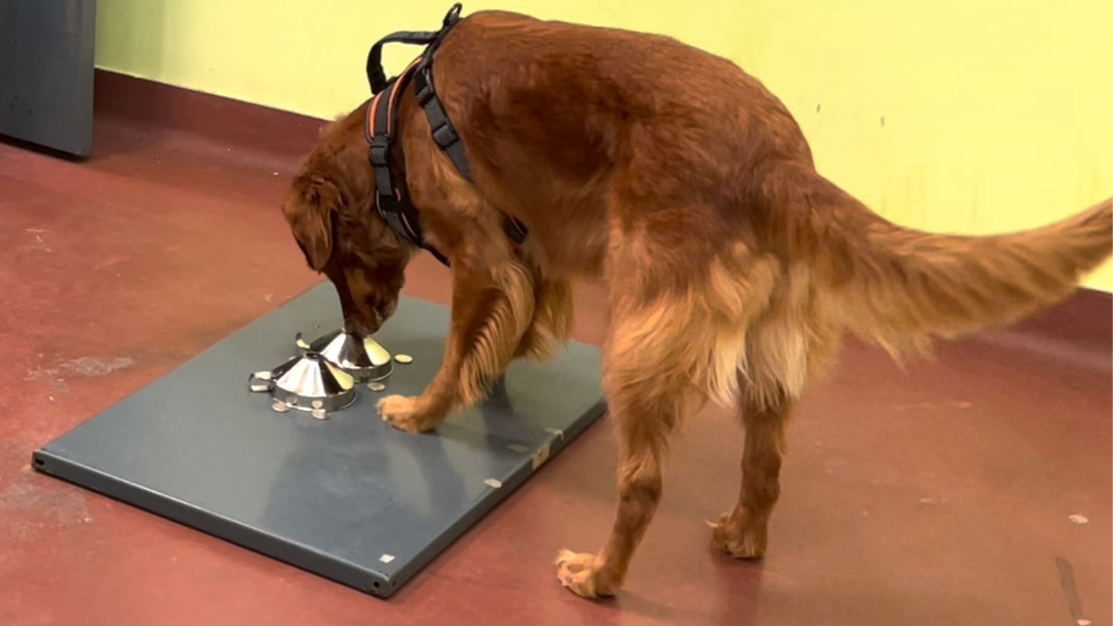 Dogs can tell if someone's stressed based on breath | Science, Climate ...