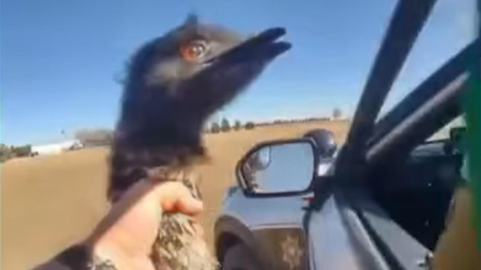 Sheriff's deputy catches escapee emu in Colorado | News UK Video News ...