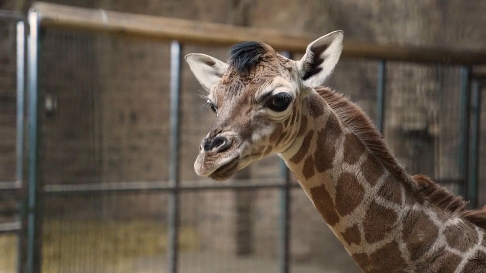 UK: Baby Rothschild’s giraffe born in Chester Zoo | UK News | Sky News