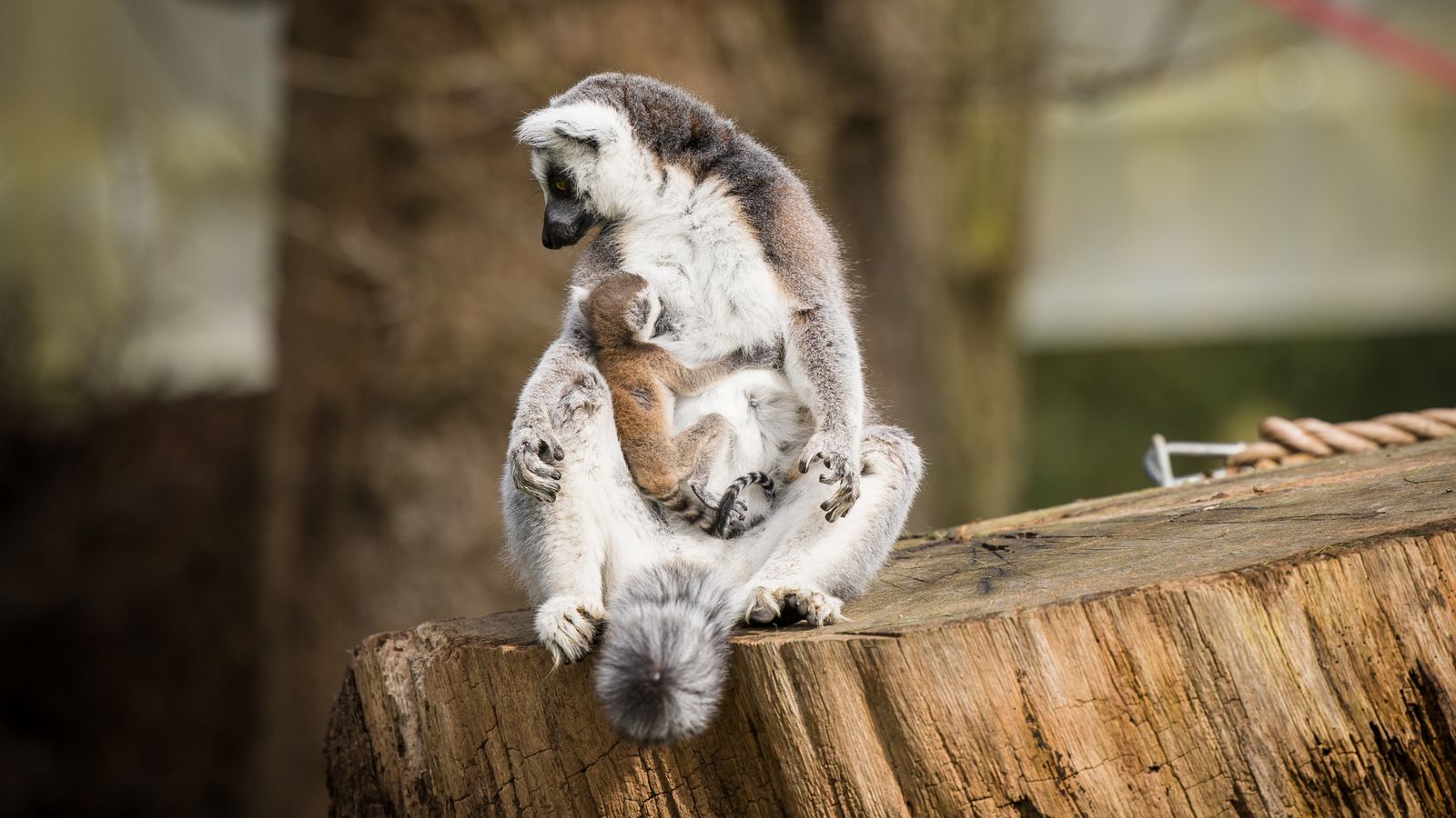 Endangered ring-tailed lemurs give birth at Woburn Safari Park | UK ...