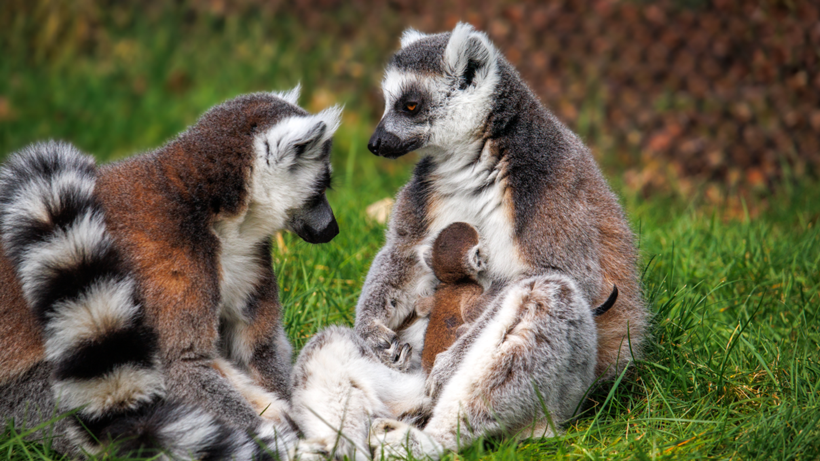 Endangered ring-tailed lemurs give birth at Woburn Safari Park | UK ...