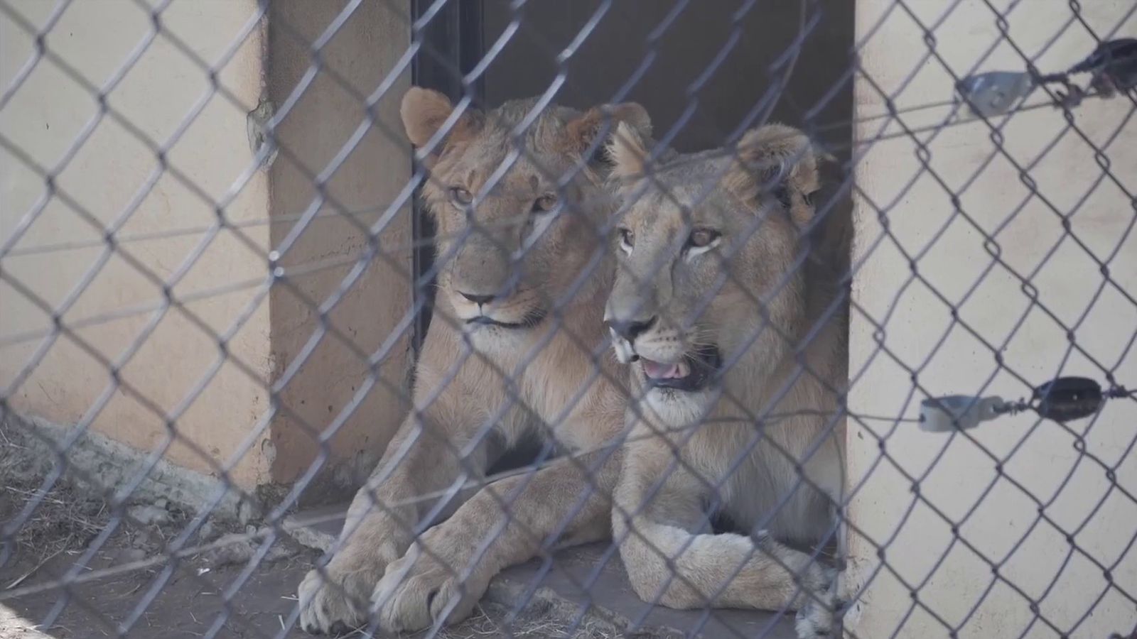 A group of lions held in captivity in Sudan have been rescued after ...