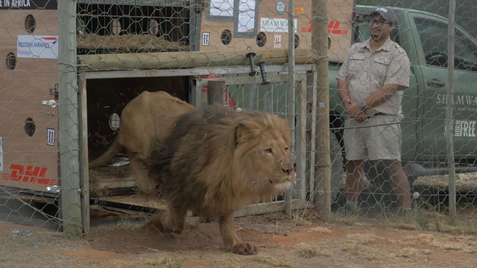 Two lion brothers rescued from war in Ukraine and taken to cat ...