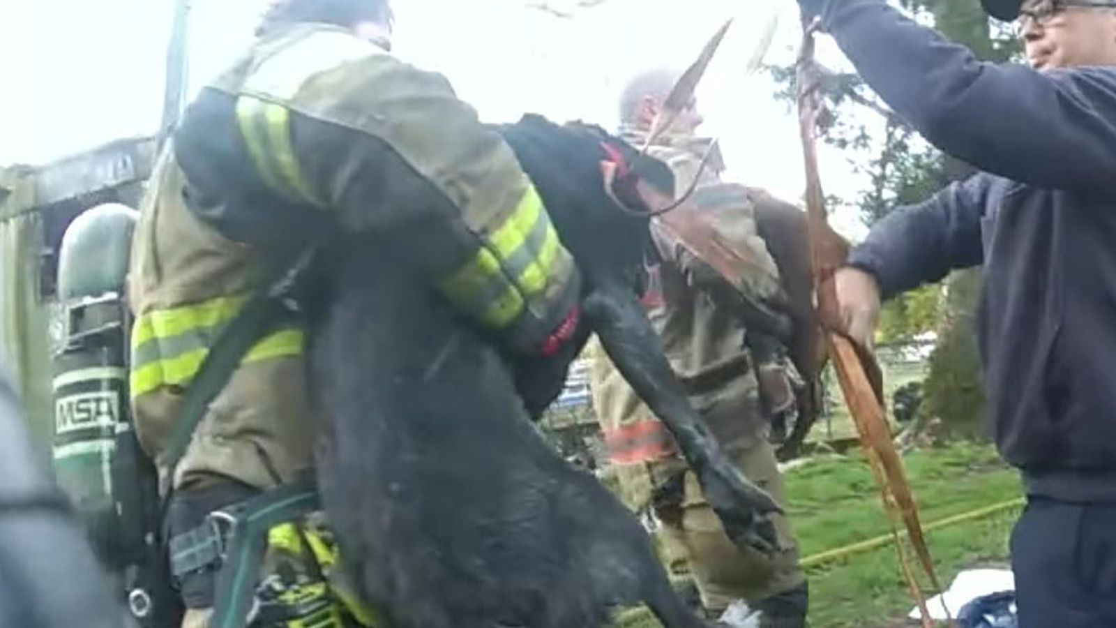 US: Firefighters rescued and gave CPR to two unresponsive dogs who were trapped in burning ...