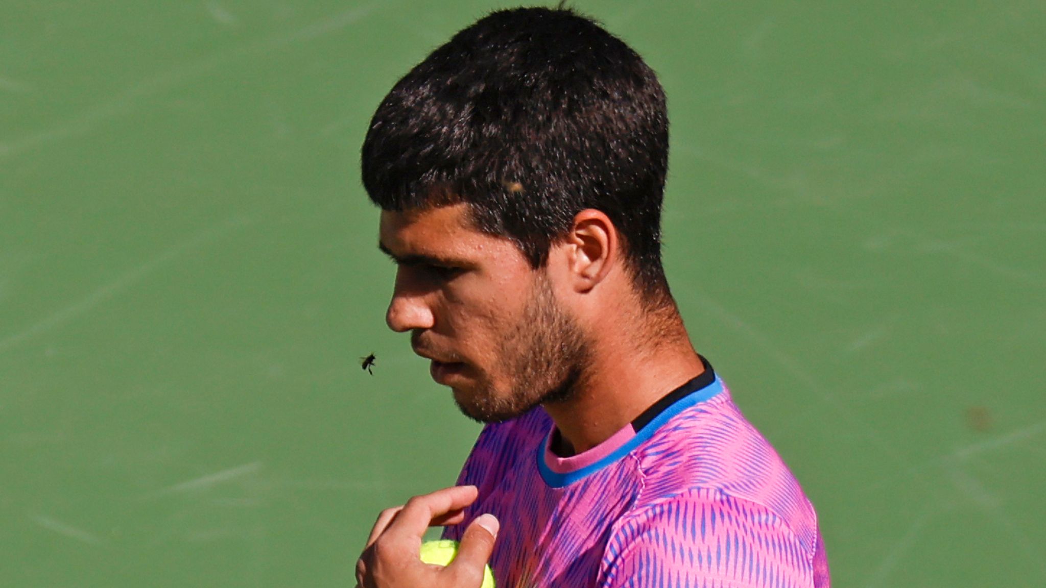 Bee swarm stops Indian Wells match - and stings Carlos Alcaraz on the ...