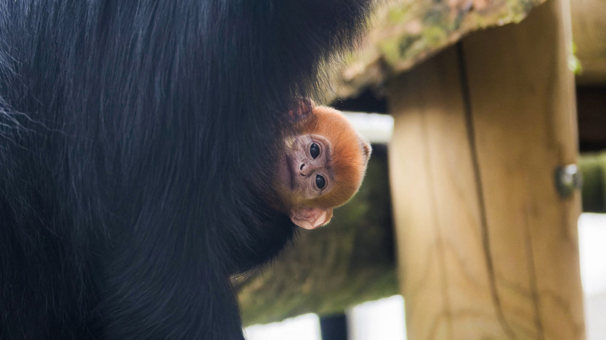 Endangered primate baby born at Leicestershire zoo | UK News | Sky News