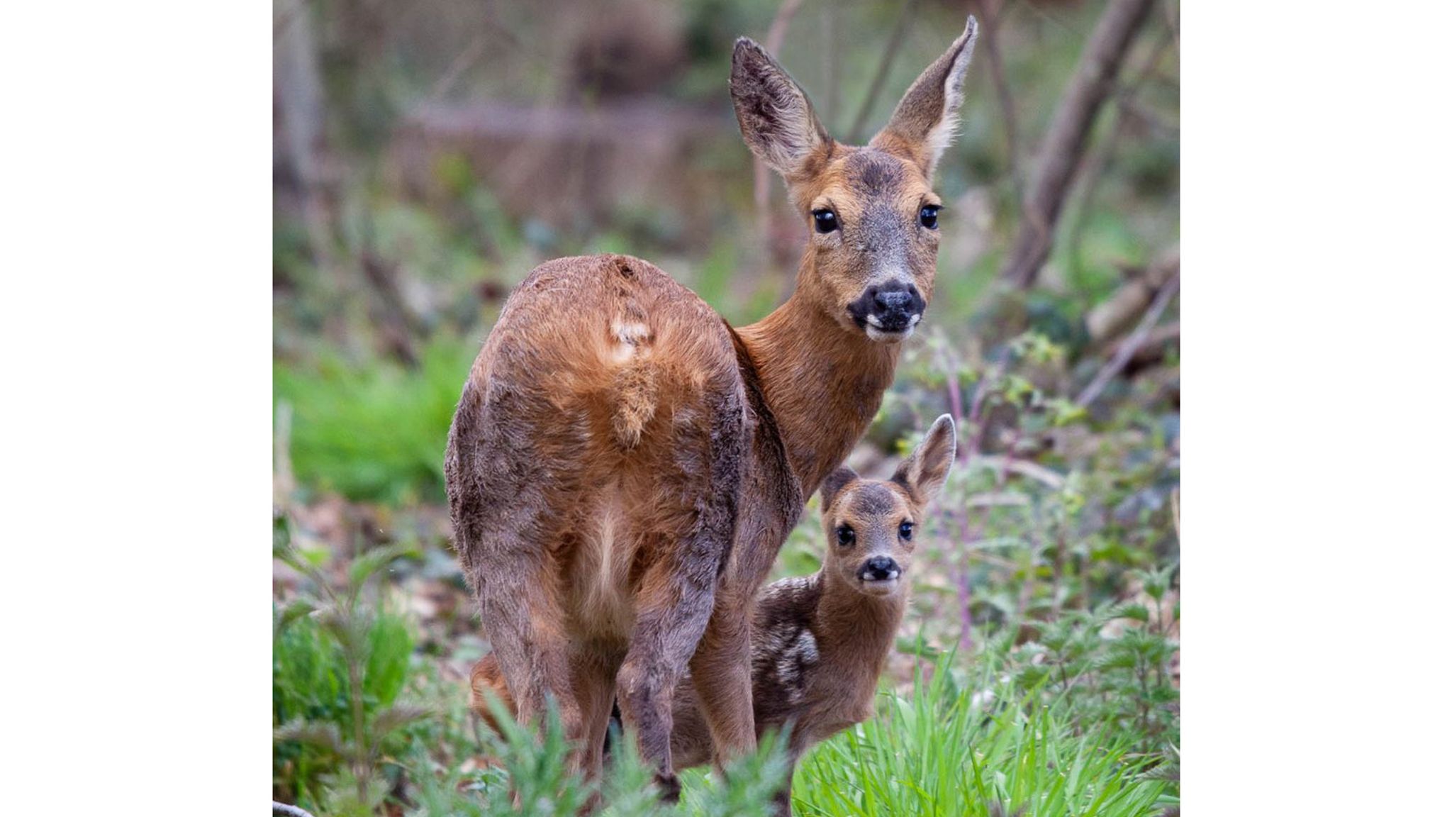 British Wildlife Photography Awards: This year's winning pictures | UK ...