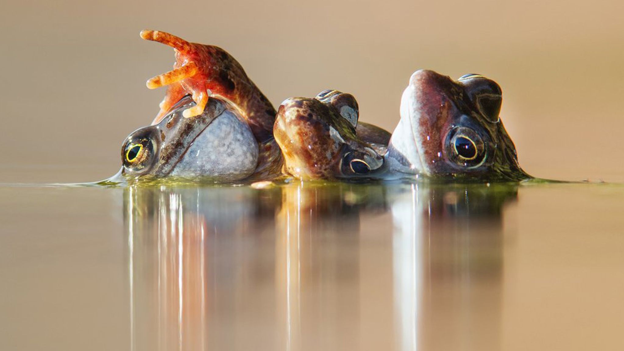 British Wildlife Photography Awards: This year's winning pictures | UK ...