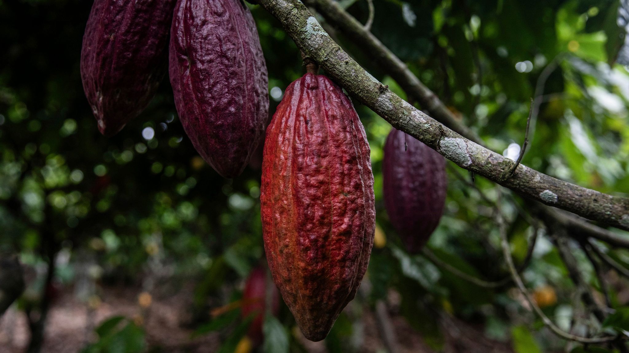 Chocolate prices could soar as changing climate patterns worsen cocoa ...