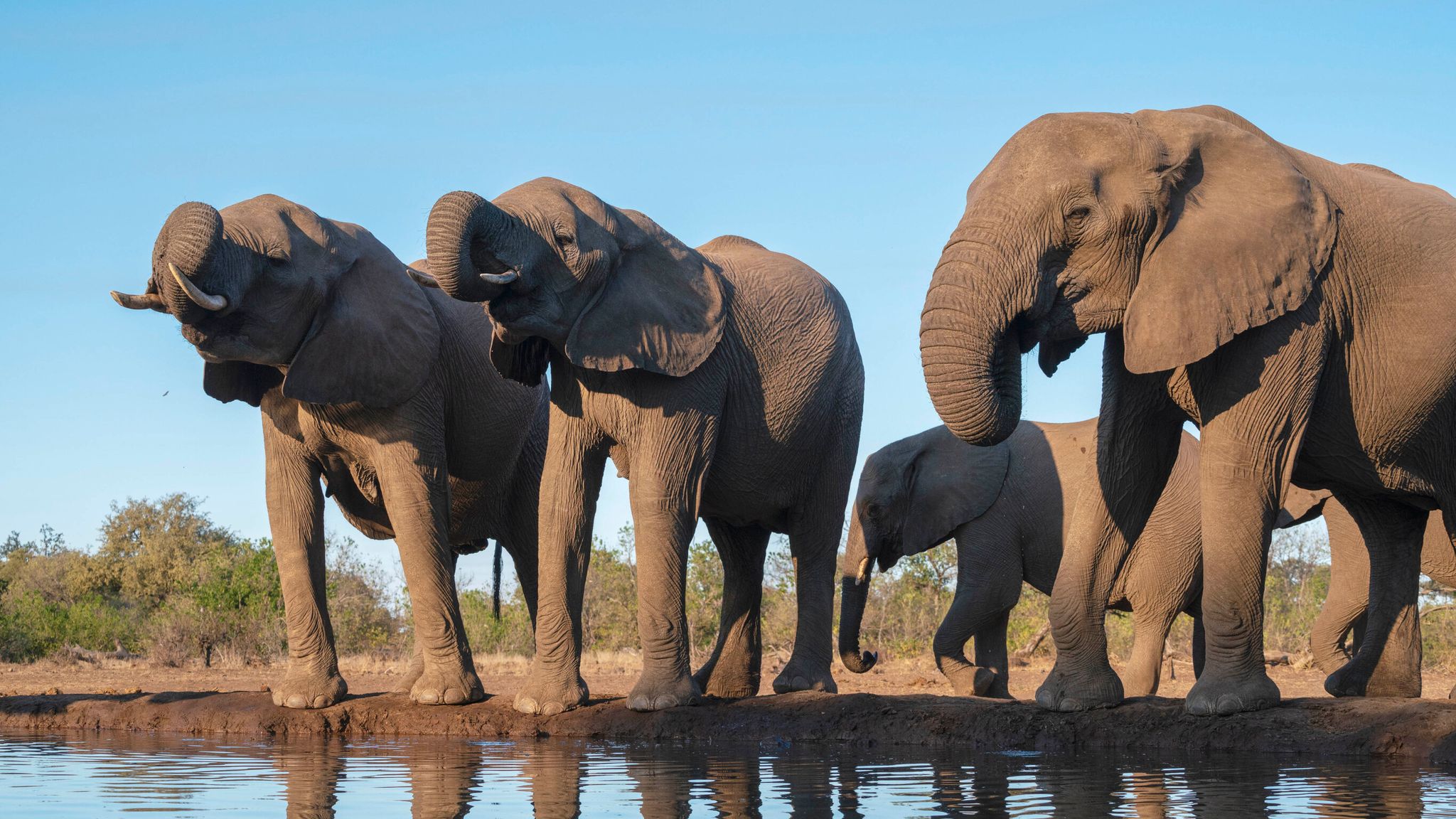 Botswana offers 20,000 elephants to Germany in diplomatic spat over ...