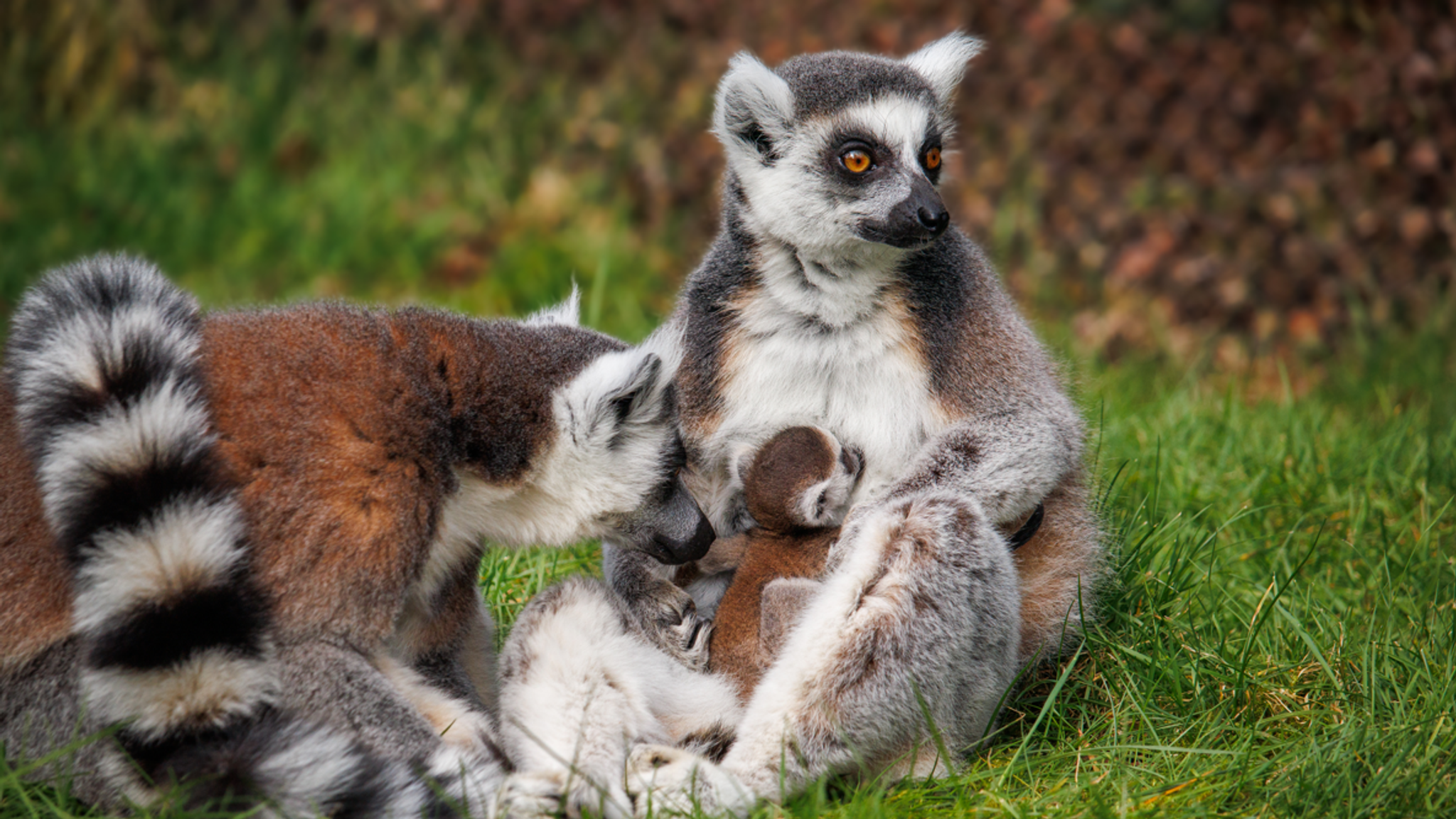 Endangered ring-tailed lemurs give birth at Woburn Safari Park | UK ...