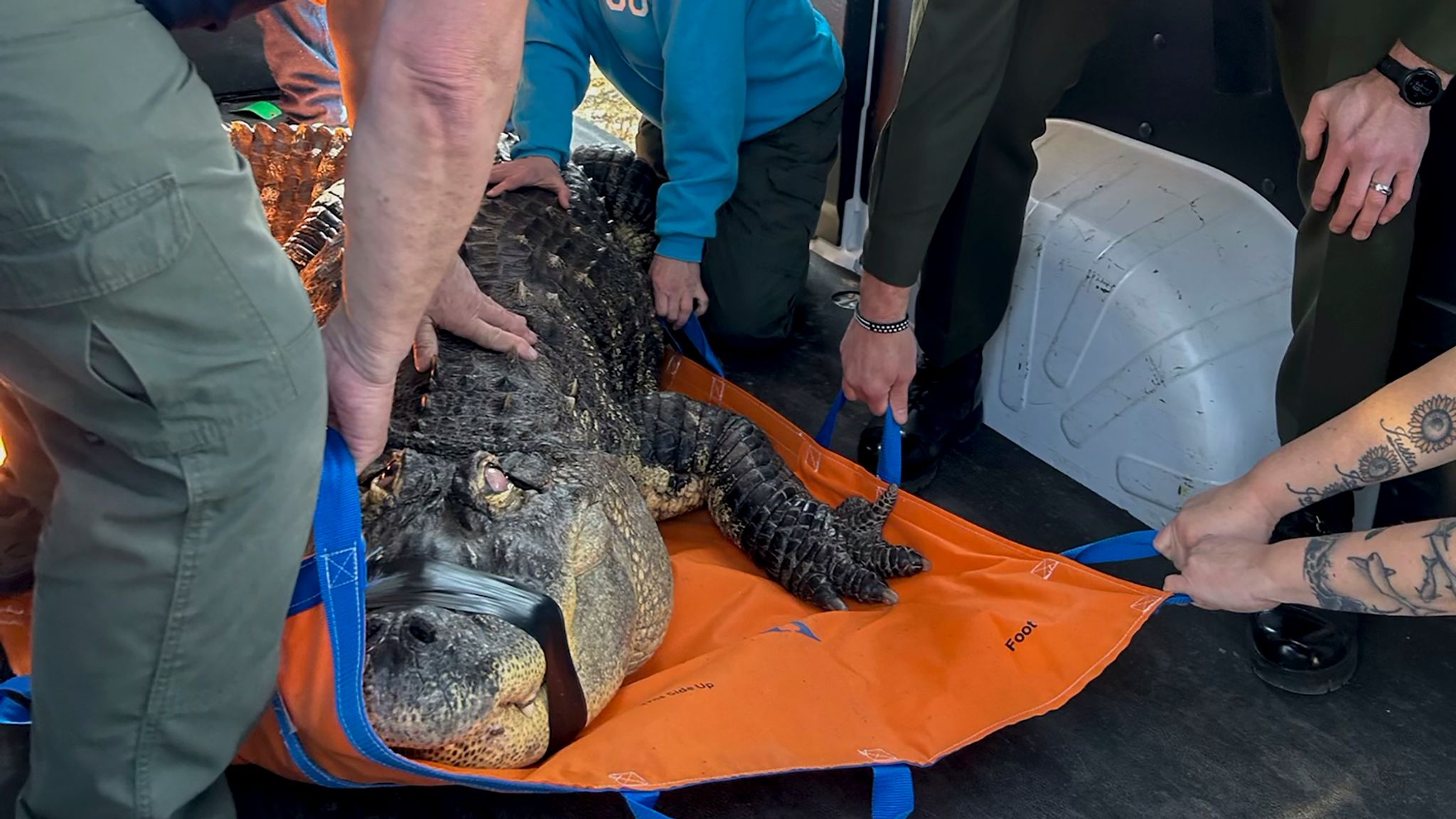 Alligator twice the size of a man seized after being kept illegally in ... Alligator twice the size of a man seized after being kept illegally in ...
