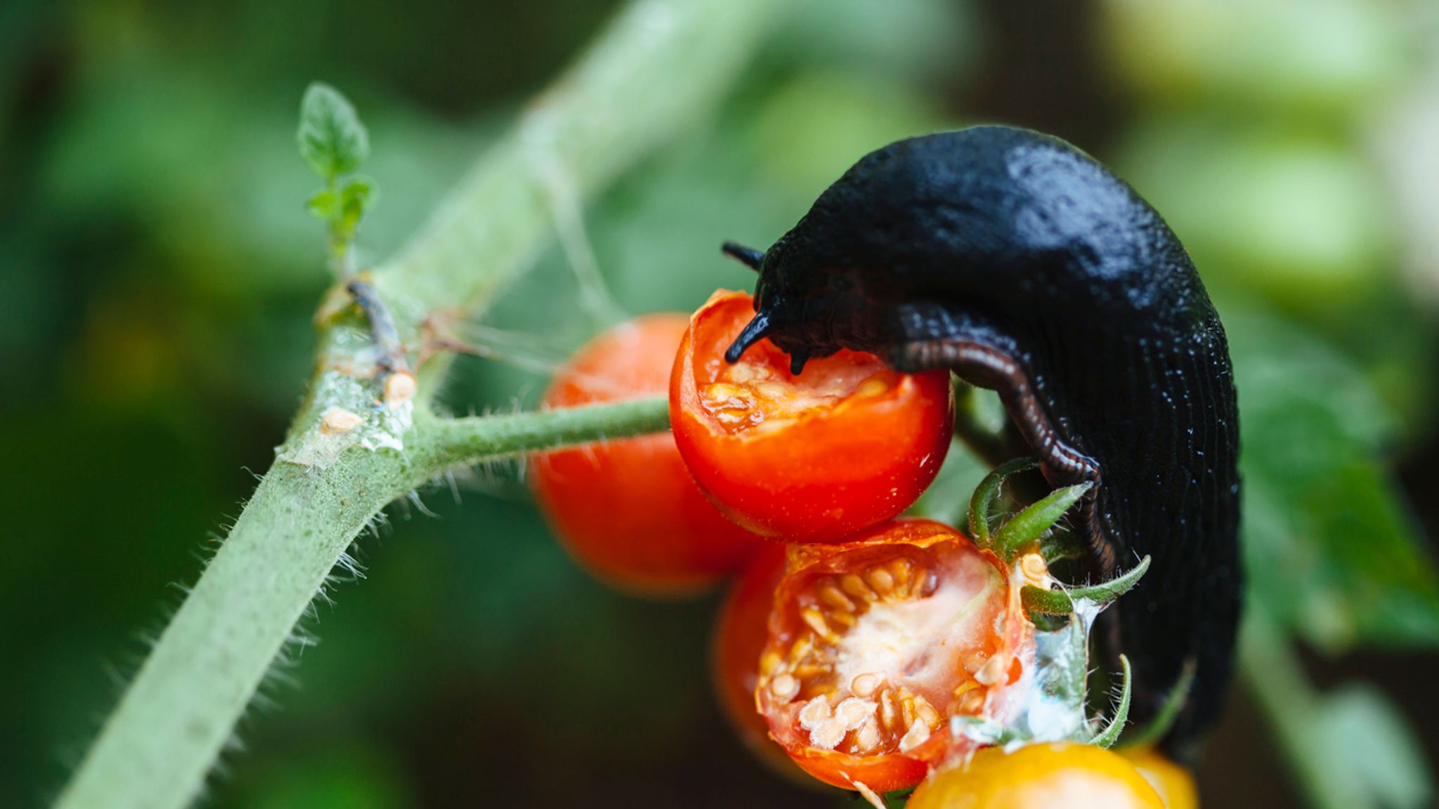 Britons should 'make friends' with slugs and snails in their gardens ...