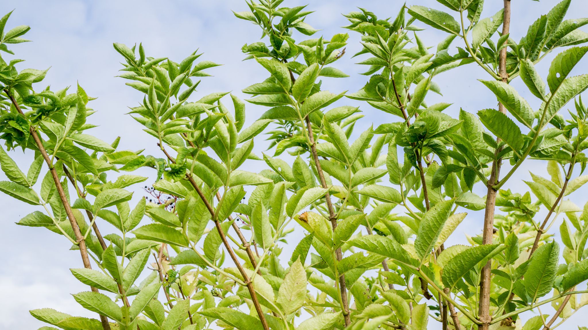 Signs of spring have sprung earlier than usual in recent years - but it ...