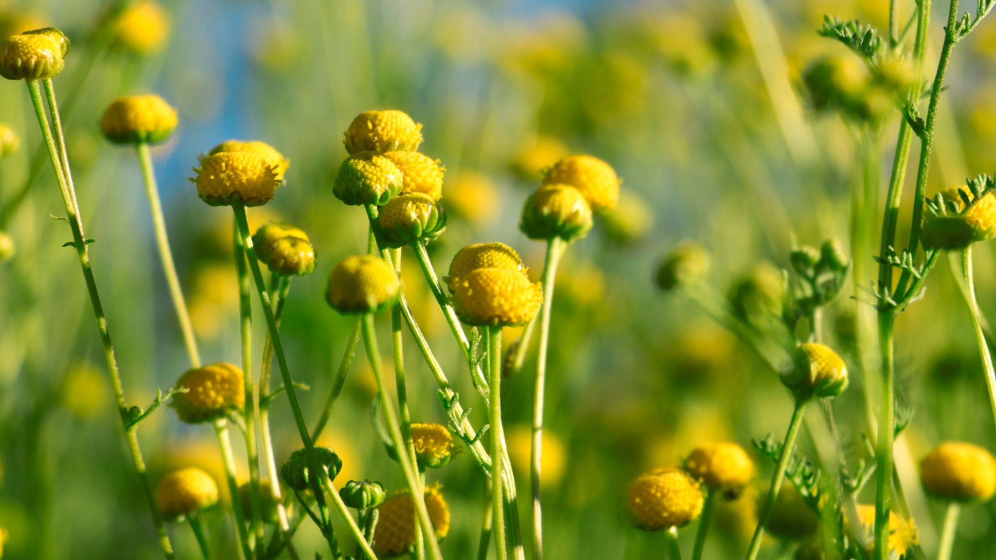 Pungent 'stinknet' plant in Arizona forces idyllic picnic area to shut ...