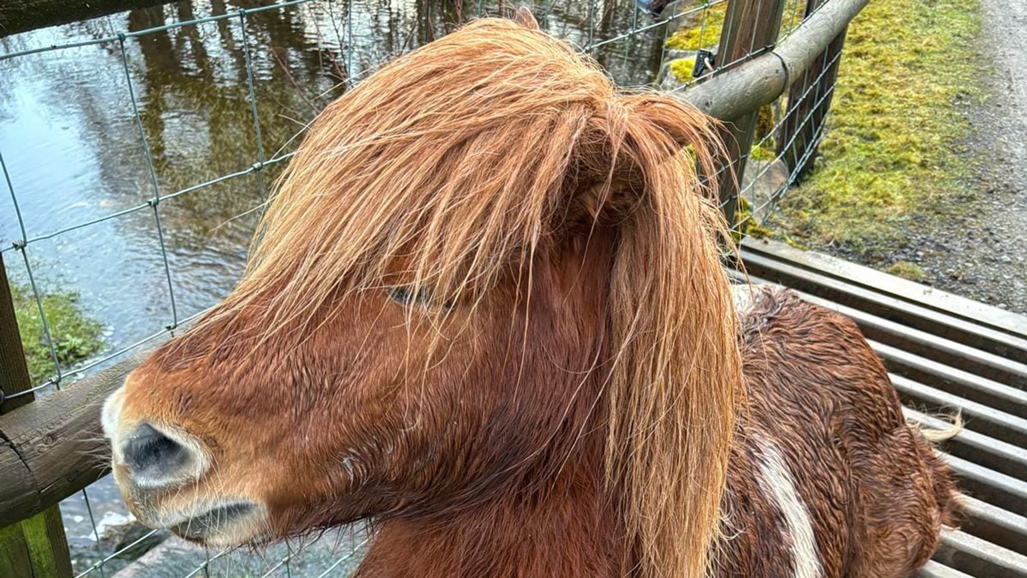 Shetland pony rescued after getting stuck in a cattle grid in Powys ...