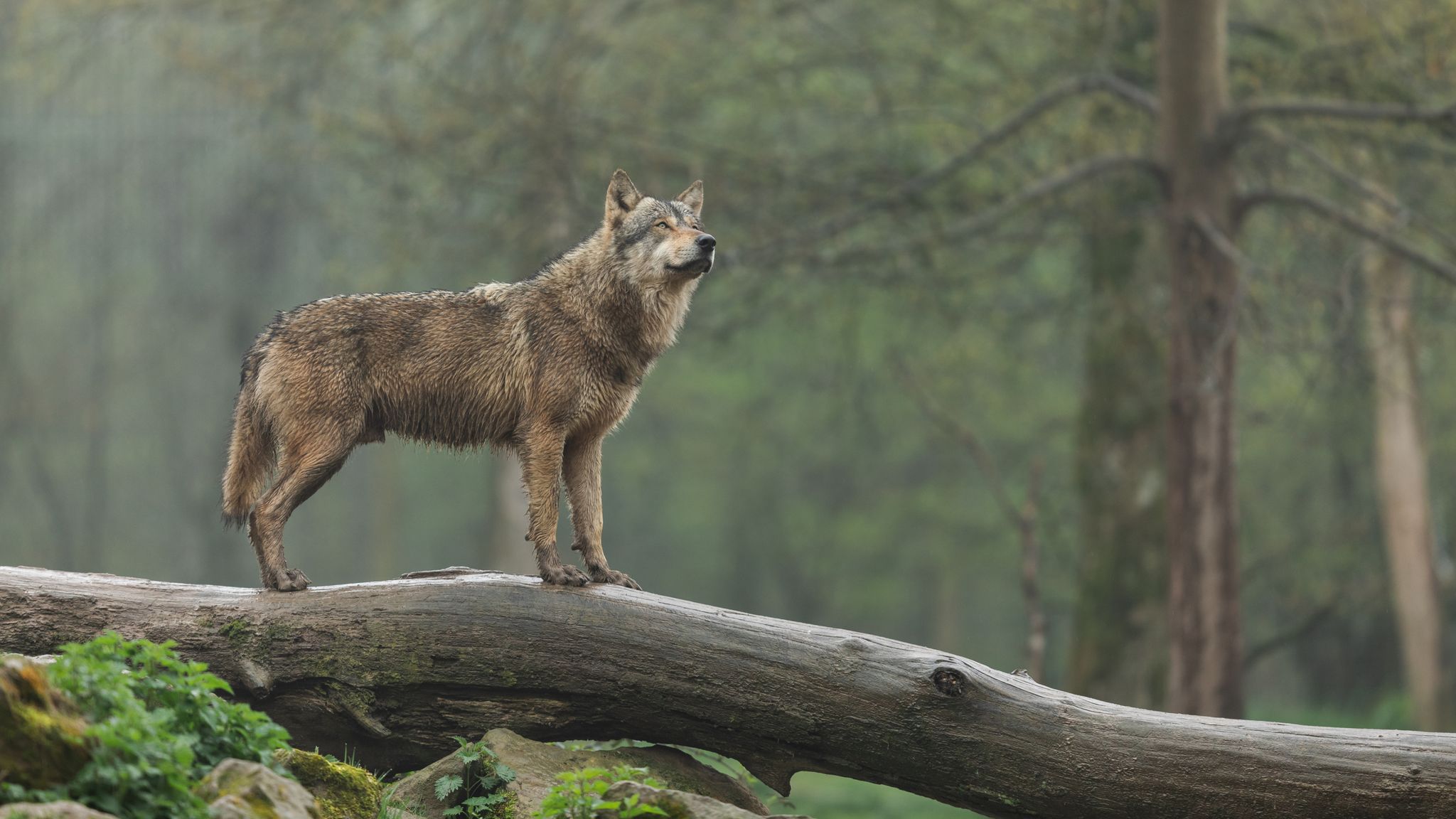Spiralling deer population 'devastating' UK nature - prompting calls to ...