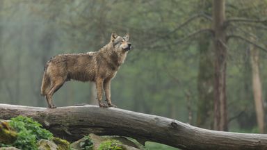 Spiralling deer population 'devastating' UK nature - prompting calls to ...