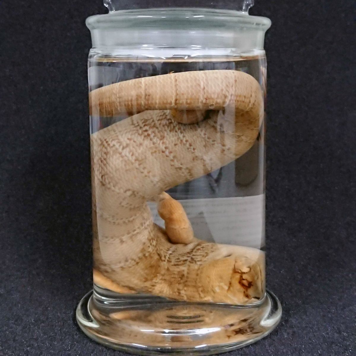 170-year-old lizard specimen to be repatriated from Scotland to Jamaica ...