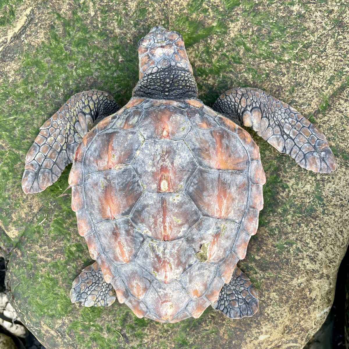 Loggerhead turtles wash up in UK - thousands of miles away from home ...