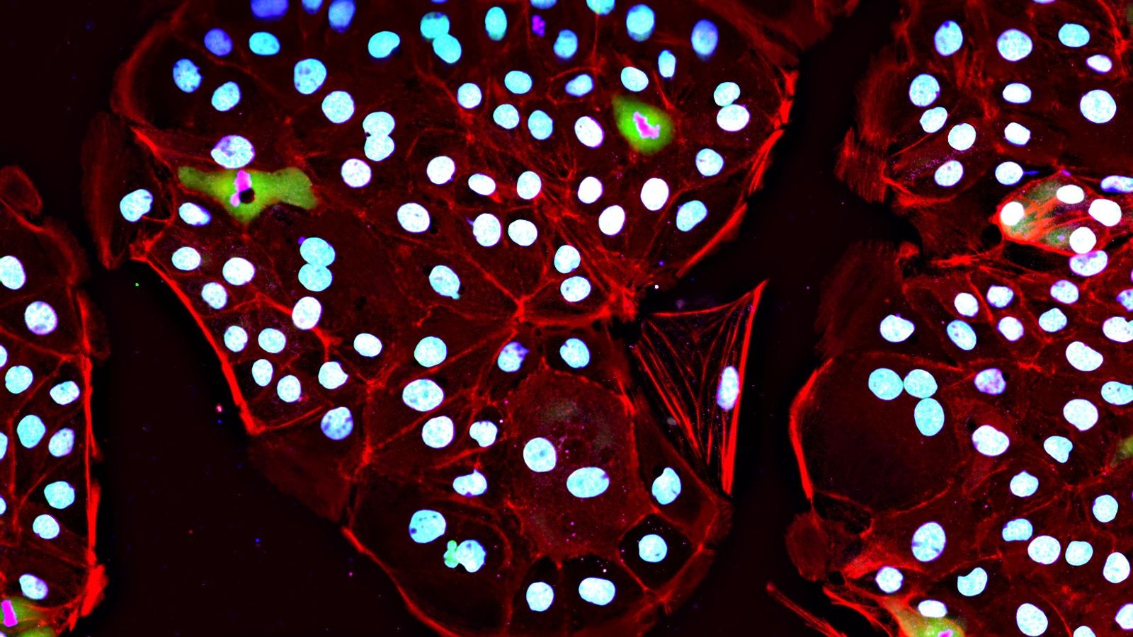 US company hoping to bring back the dodo and the mammoth - but here's ...