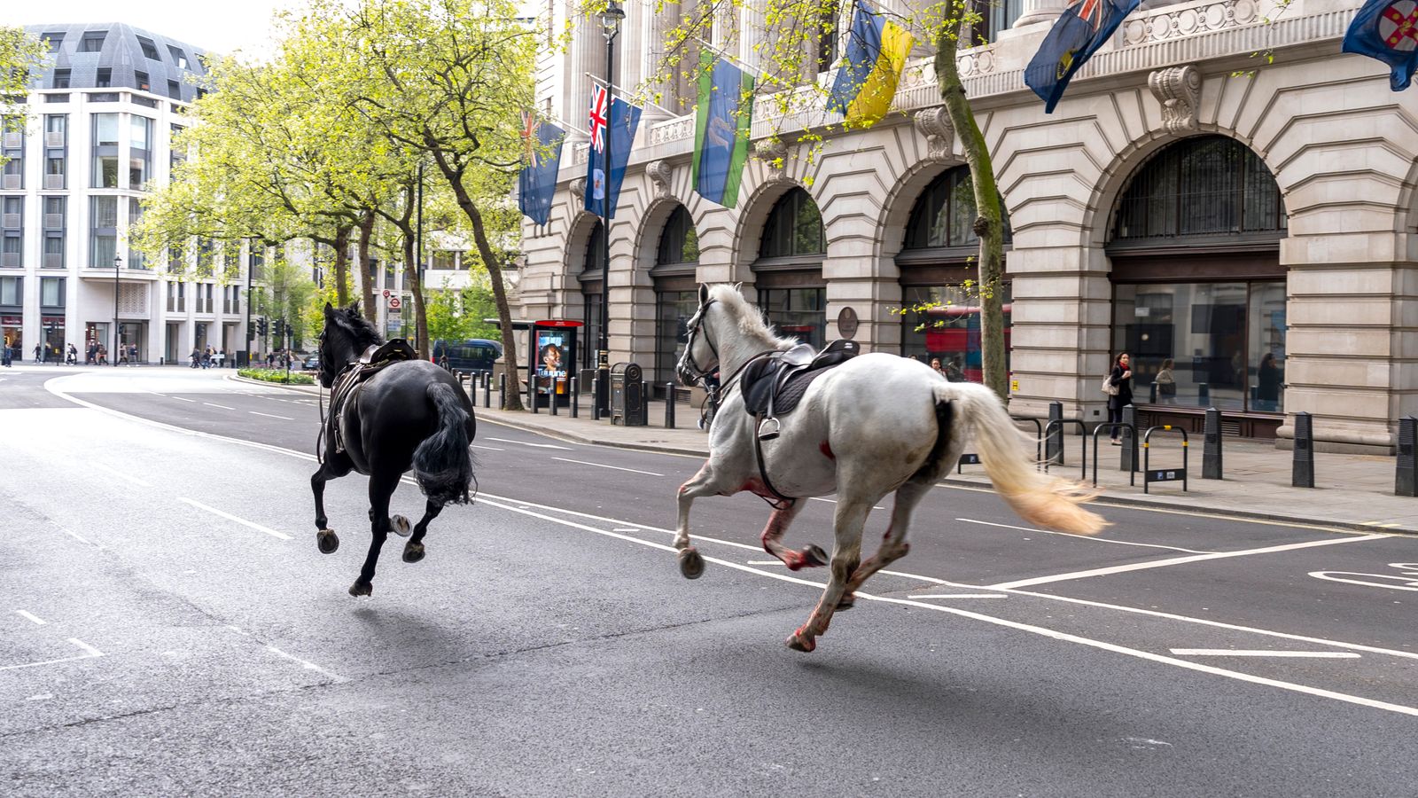Household Cavalry horses cause 'total mayhem' after bolting through ...