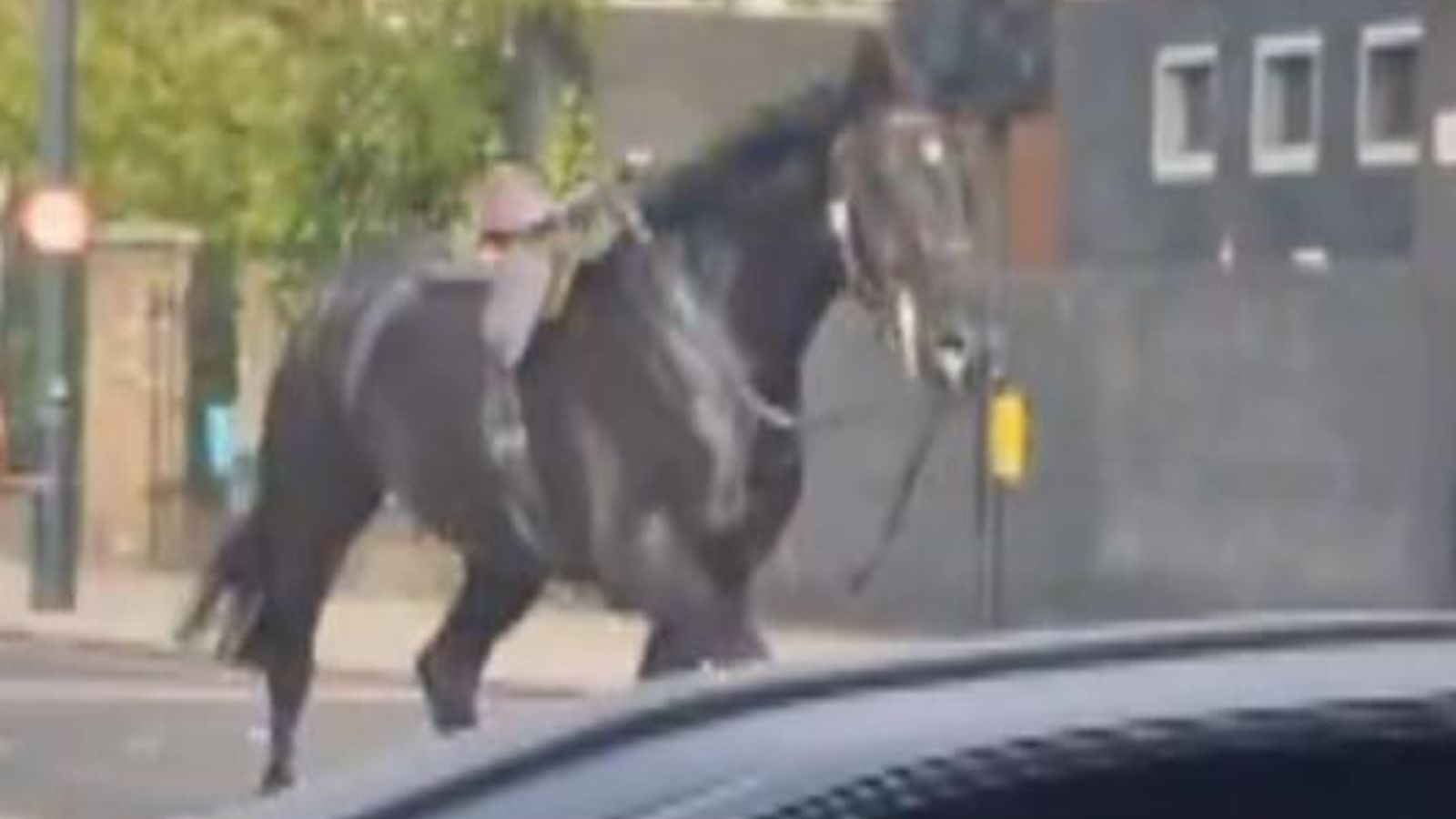 London: Loose horses bolt through traffic | UK News | Sky News