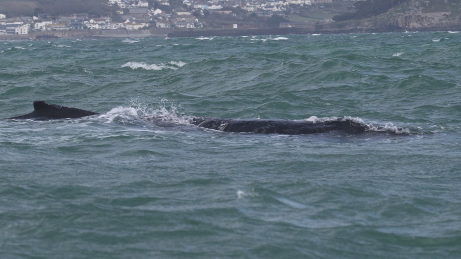 Rarely seen whale rescued after becoming stuck off coast of Cornwall ...