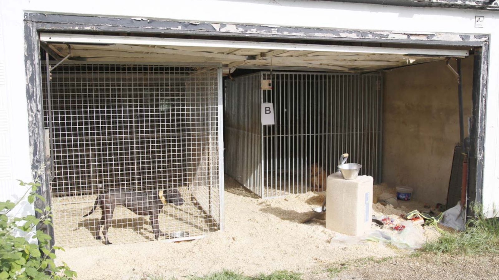 'Dr Death' among gang convicted over 'brutal' international dog ...