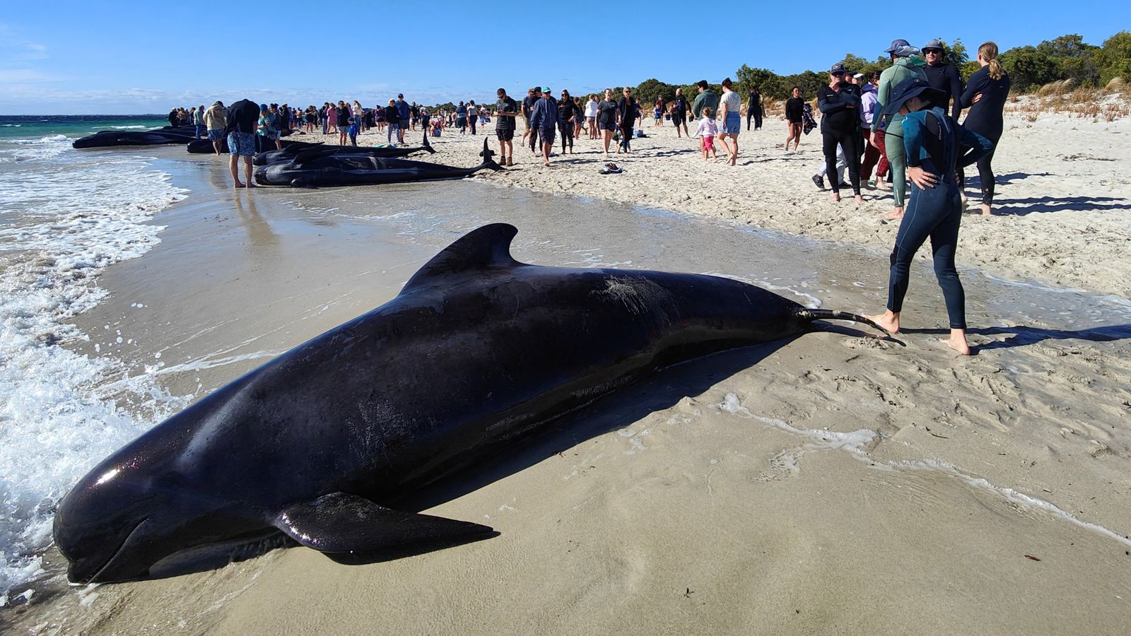 Dozens of whales die after 160 stranded in Western Australia | World ...
