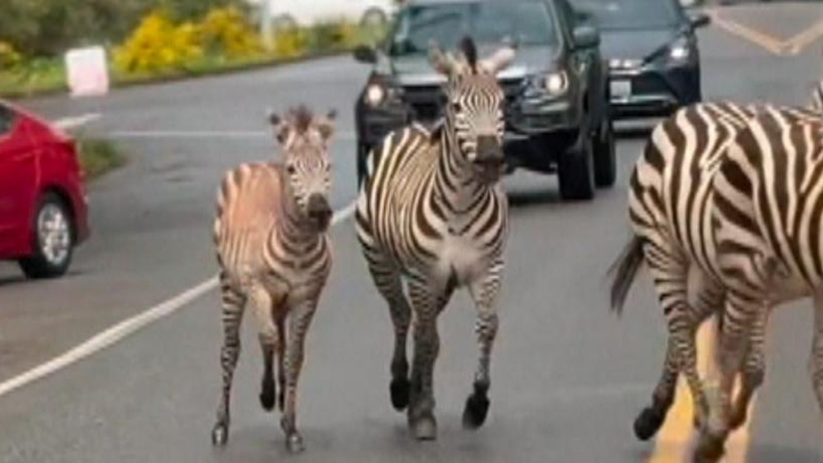 Washington State: Escaped zebras hold up traffic | Offbeat News | Sky News