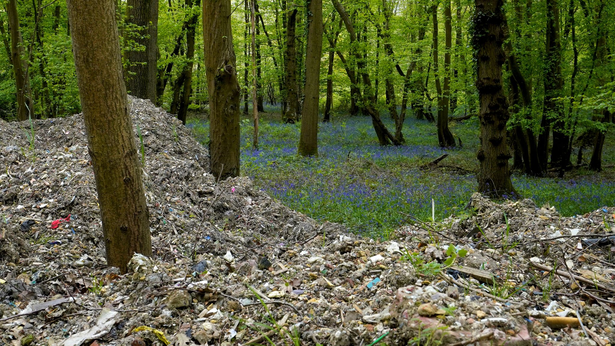 Ancient bluebell woodland smothered in illegal waste as campaigners ...