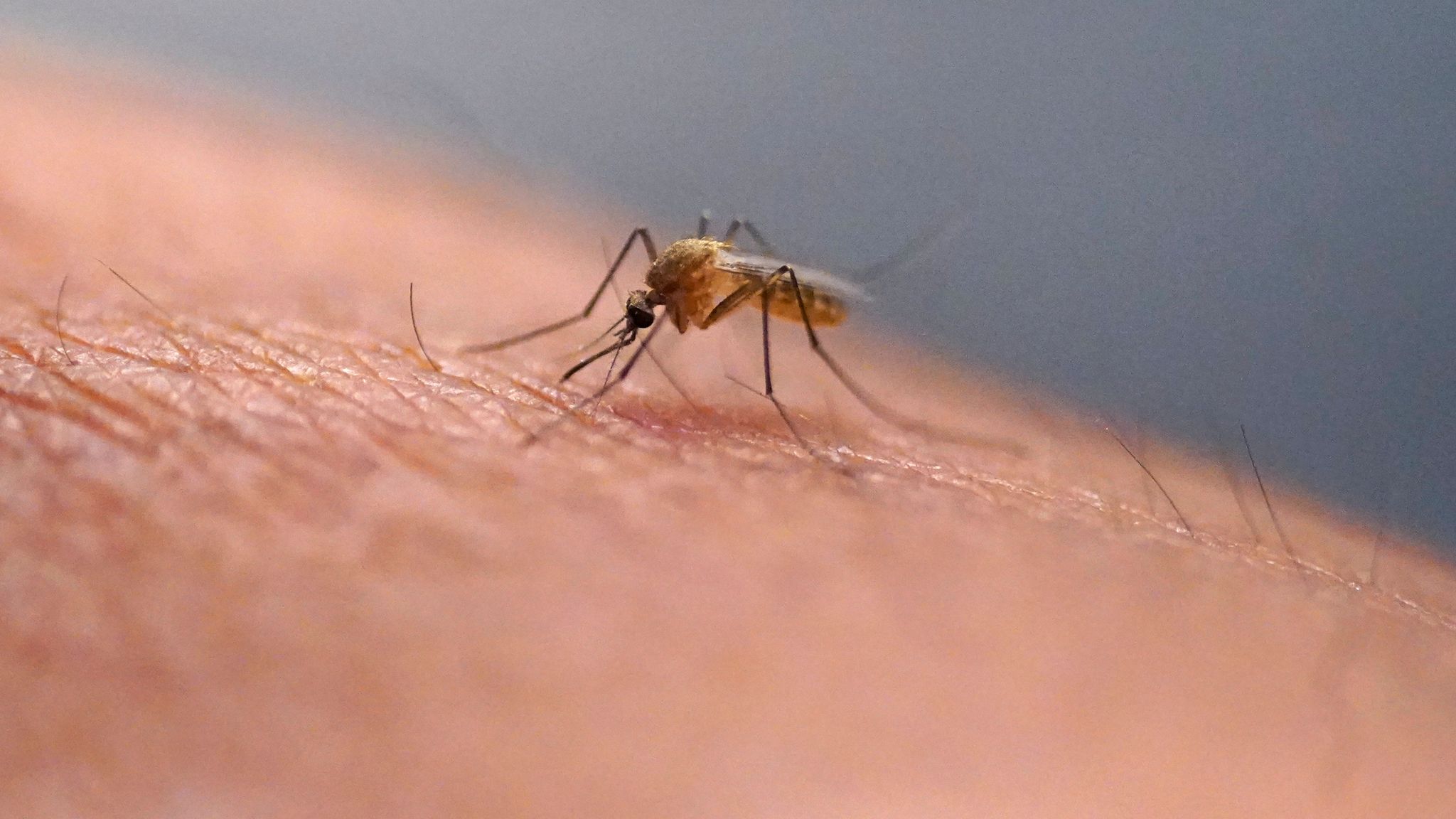 Dengue fever cases rising as climate change draws tiger mosquitoes to ...