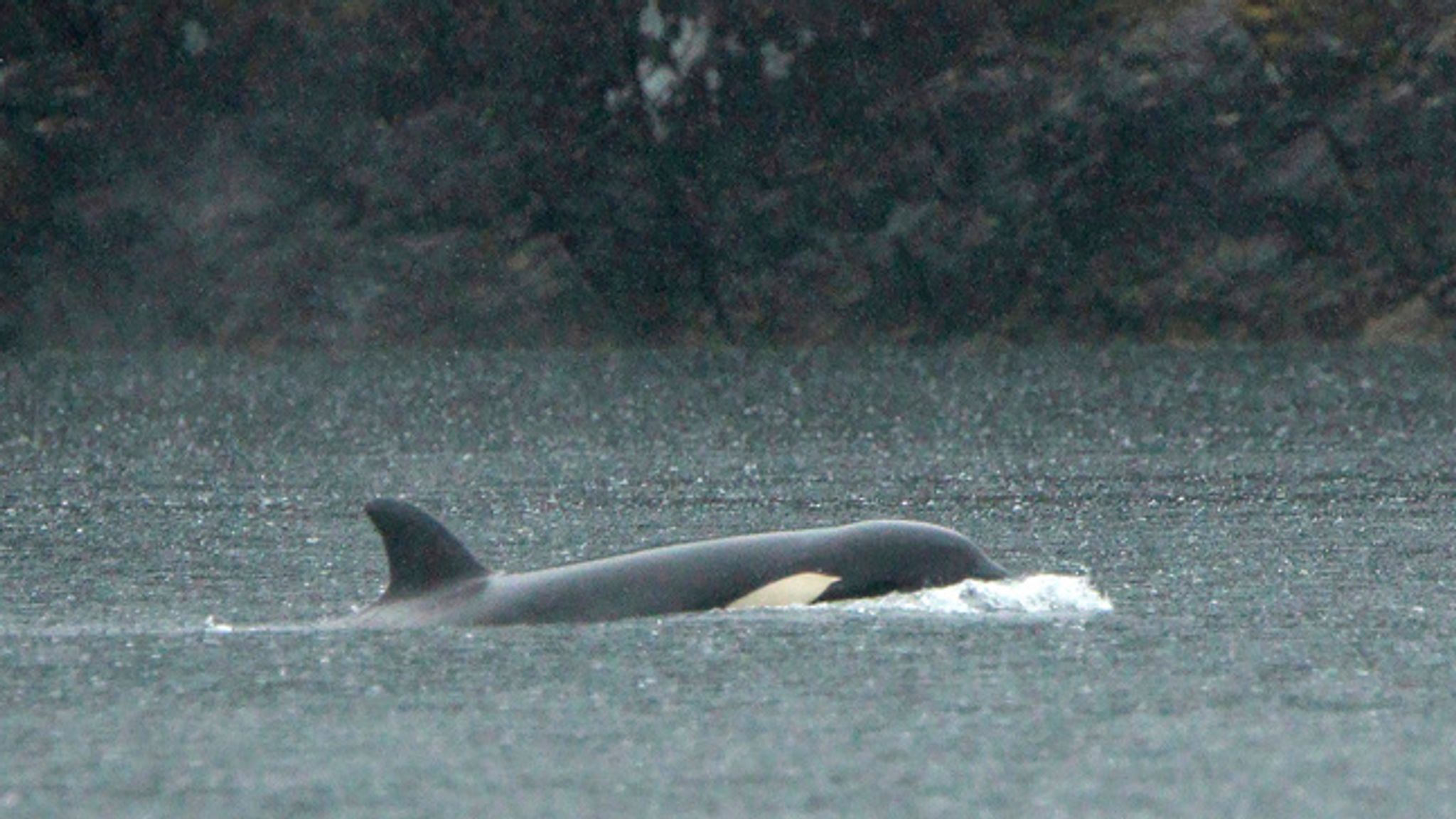 Stranded orca calf in Canadian lagoon to be airlifted to safety and ...