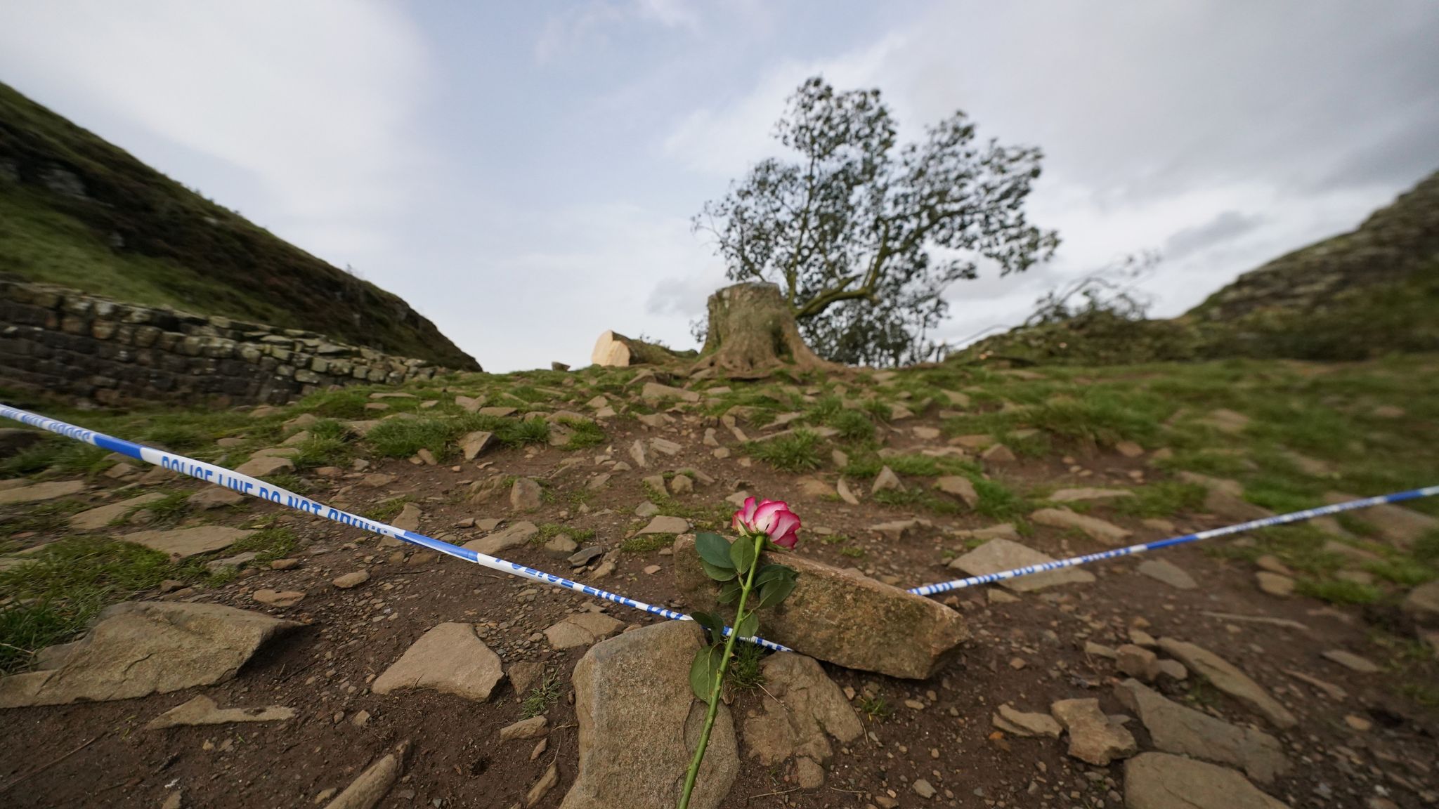 Two men charged over felling of Sycamore Gap tree | UK News | Sky News