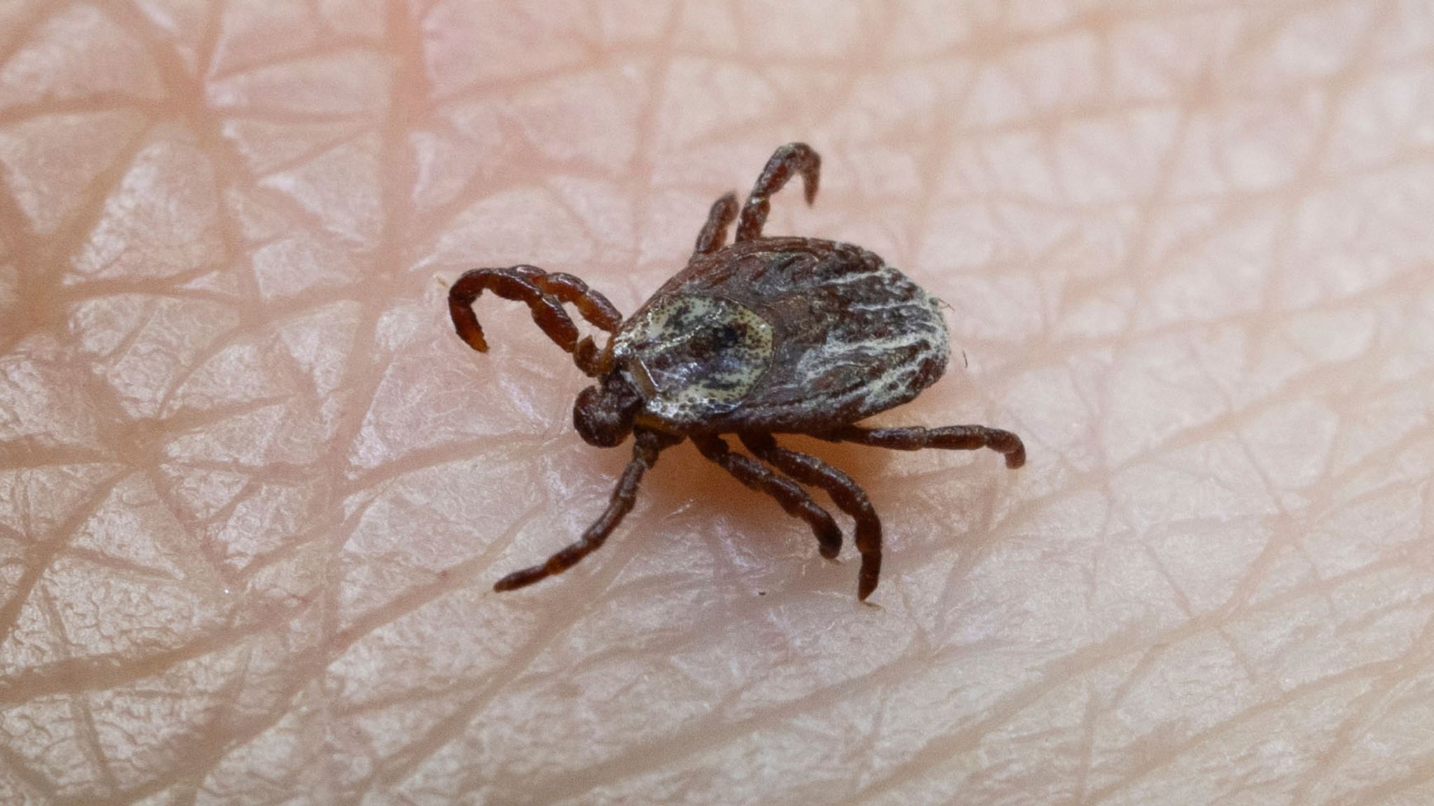 Climate change could cause spike in ticks - and drive up Lyme disease ...