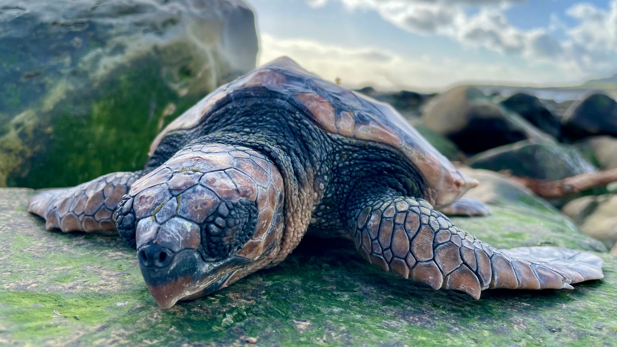 Loggerhead turtles wash up in UK - thousands of miles away from home ...